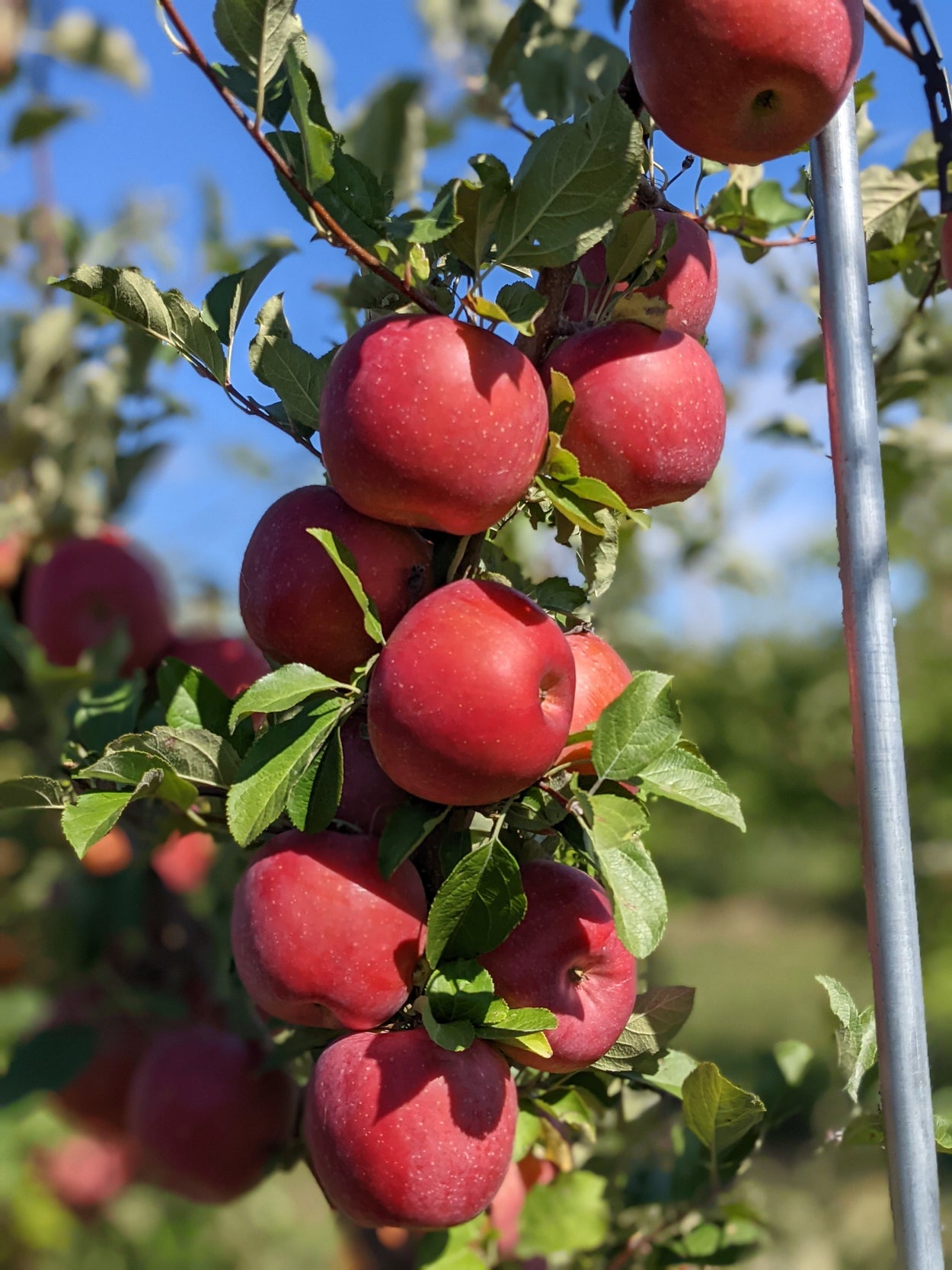 The Orchard – Picnic Hill Orchard